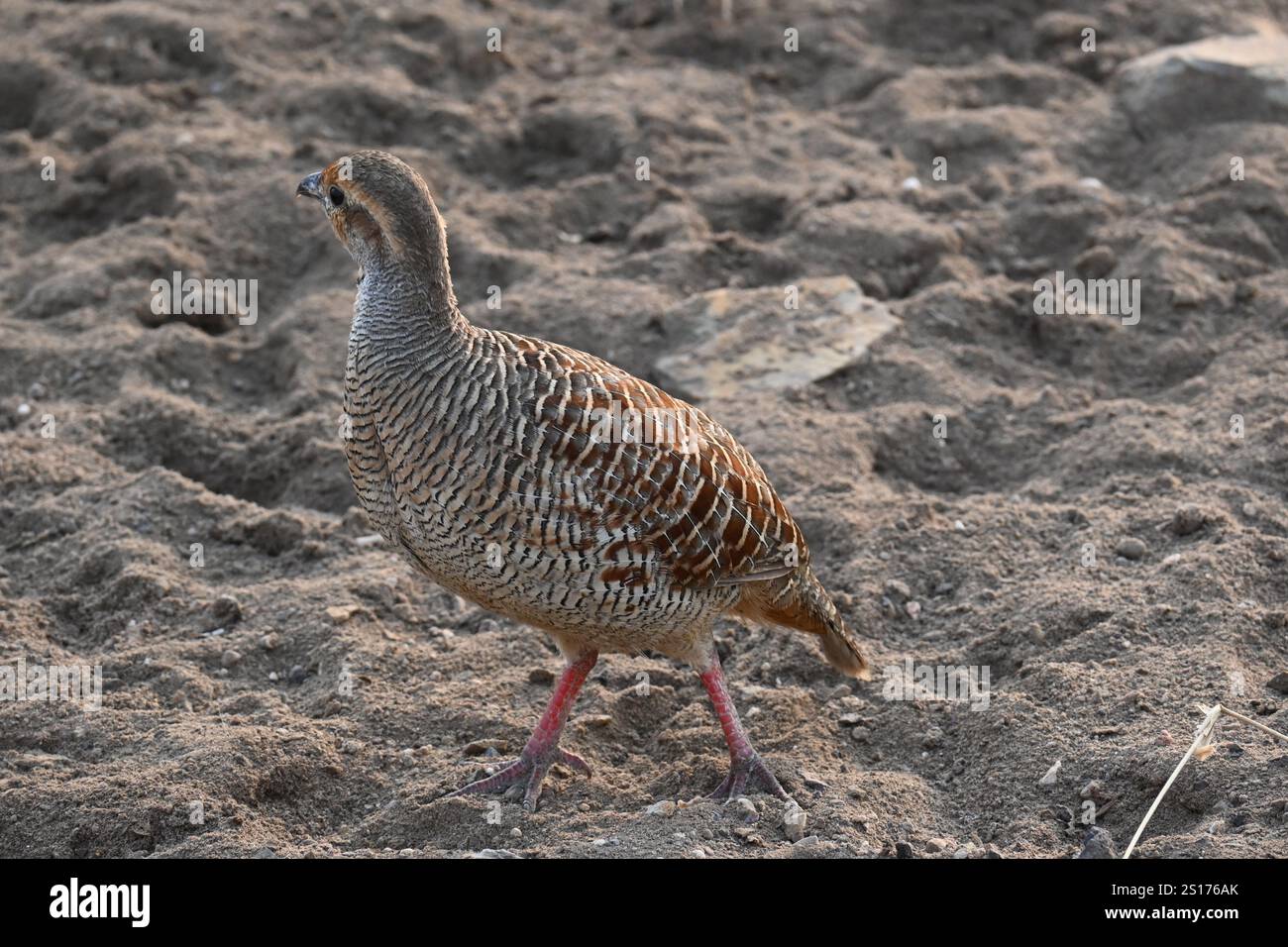 A cute and beautiful grey francolin bird is seen walking on a sandy ...