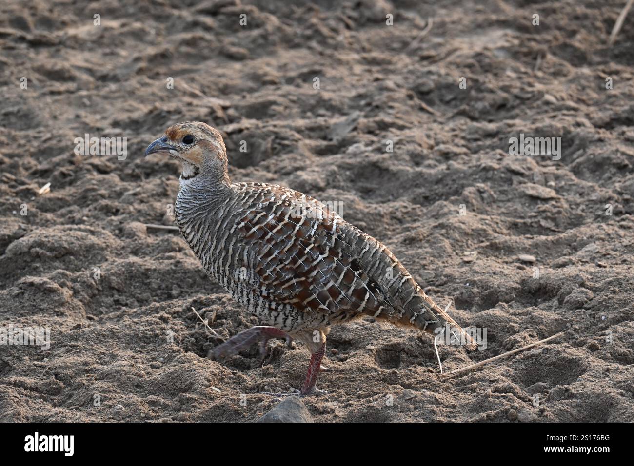 A beautiful grey francolin bird is seen on a sandy area of a semi arid ...