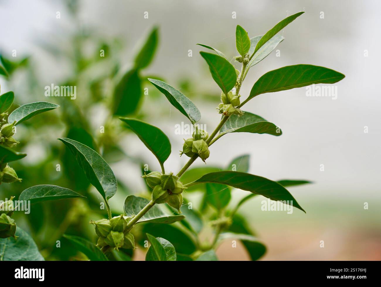 Organic Healthy Hybrid Thai Variety Live Ashwagandha , Indian ginseng ...