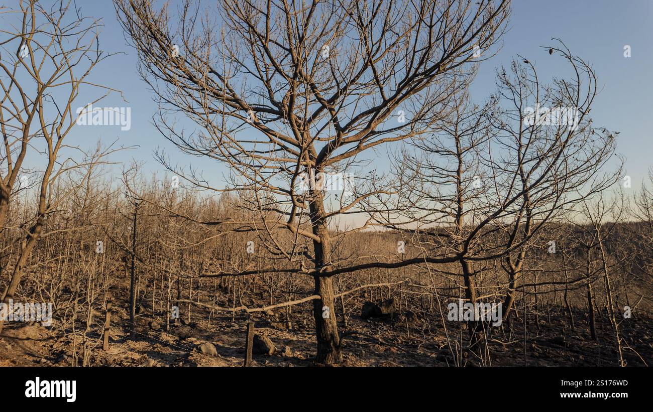 Completely burnt trees after fire in a forest Stock Photo - Alamy