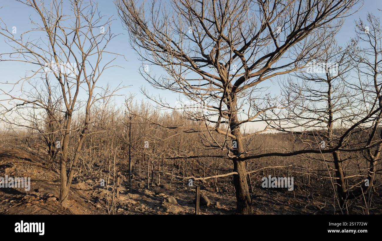 Completely burnt trees after fire in a forest Stock Photo - Alamy