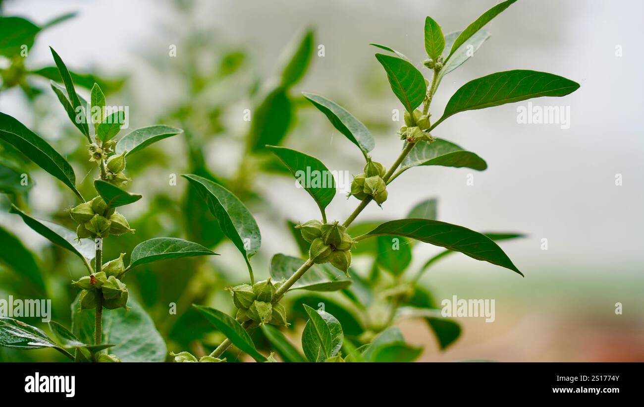 Organic Healthy Hybrid Thai Variety Live Ashwagandha , Indian ginseng ...