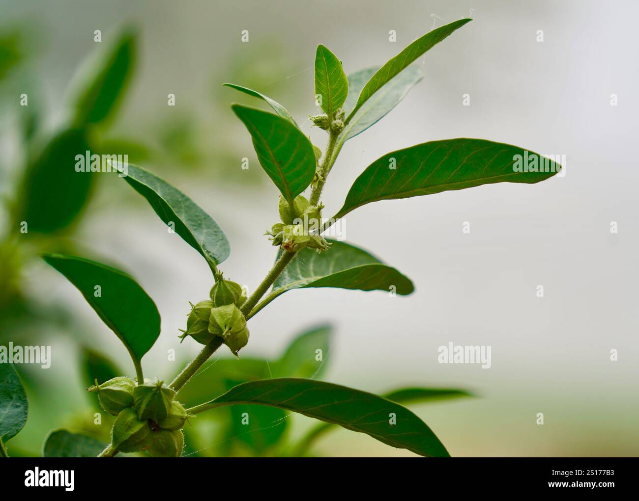 Organic Healthy Hybrid Thai Variety Live Ashwagandha , Indian ginseng ...