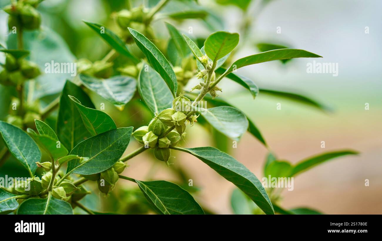 Organic Healthy Hybrid Thai Variety Live Ashwagandha , Indian ginseng ...