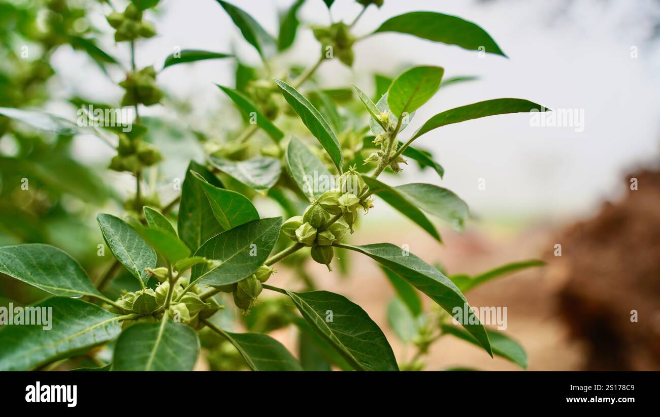 Organic Healthy Hybrid Thai Variety Live Ashwagandha , Indian ginseng ...