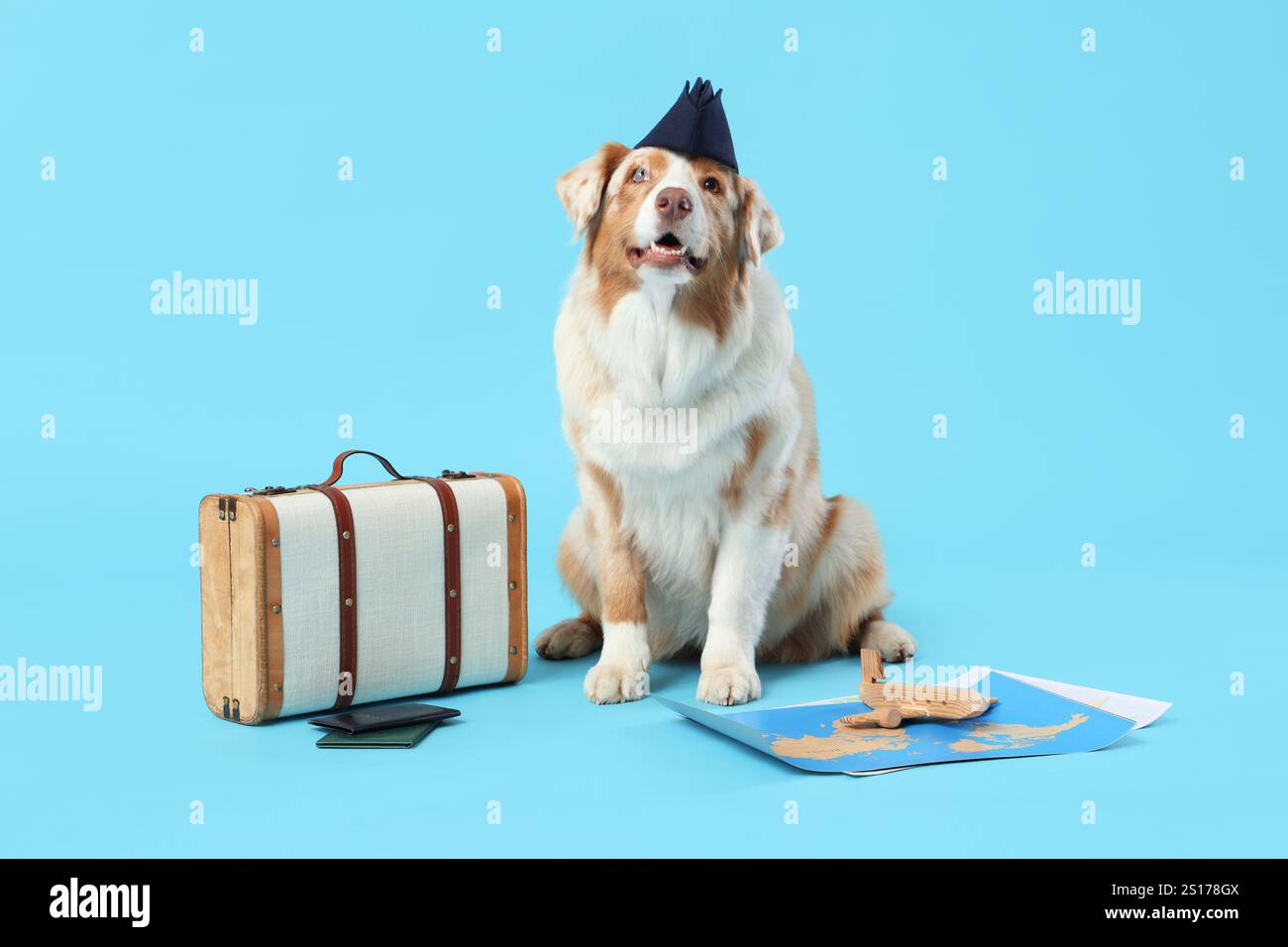 Cute Australian Shepherd dog in stewardess hat with suitcase and maps ...