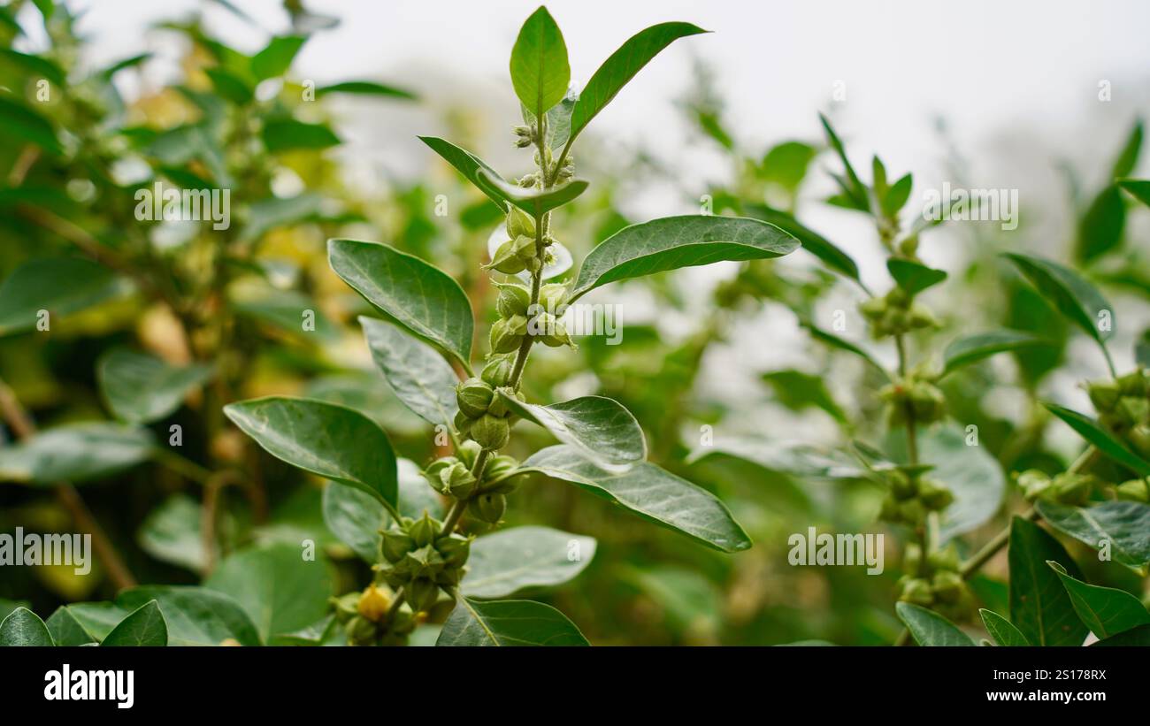 Organic Healthy Hybrid Thai Variety Live Ashwagandha , Indian ginseng ...