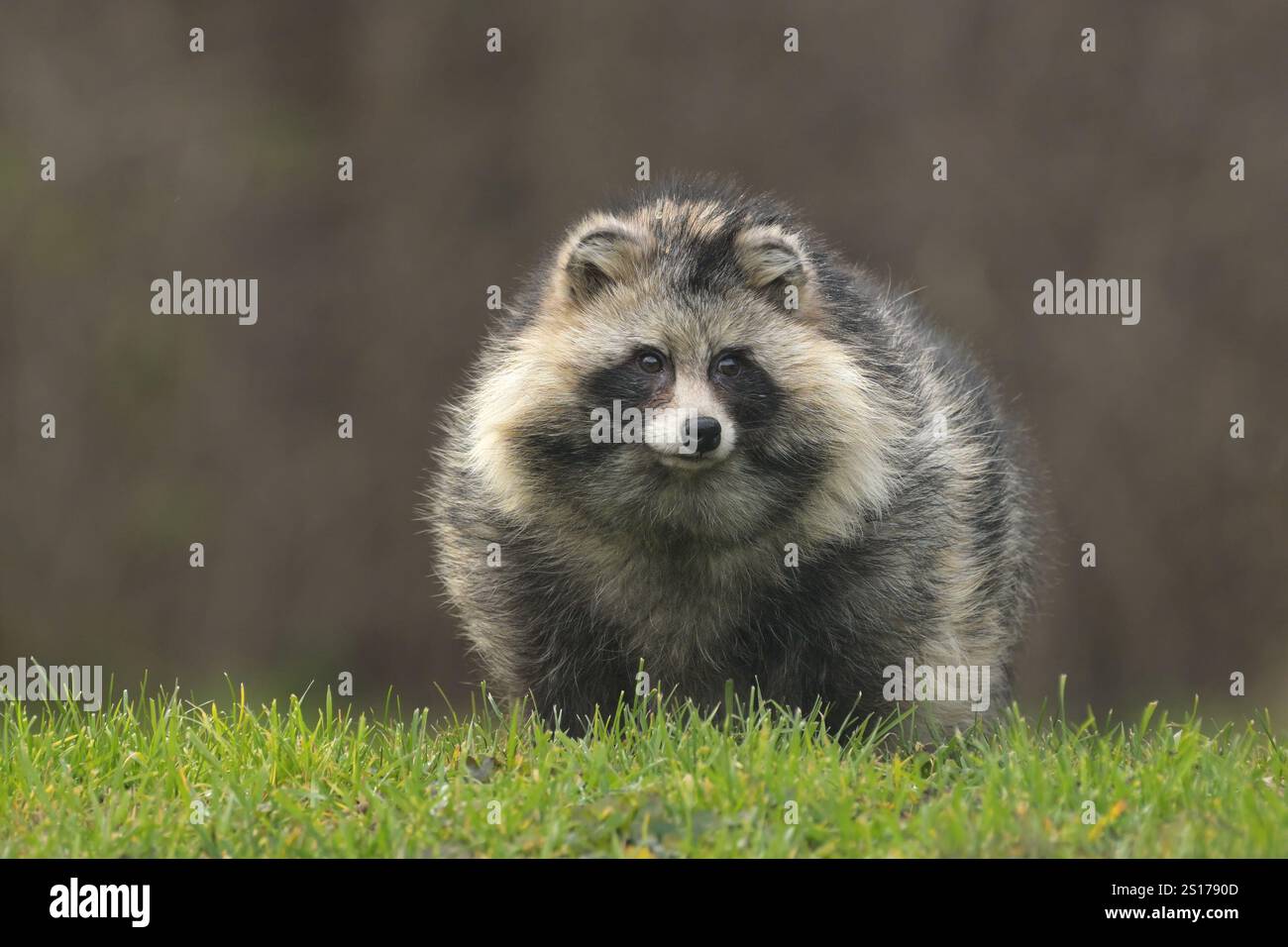 Nyctereutes procyonoides raccoon dog common meadow Chinese Asian field ...