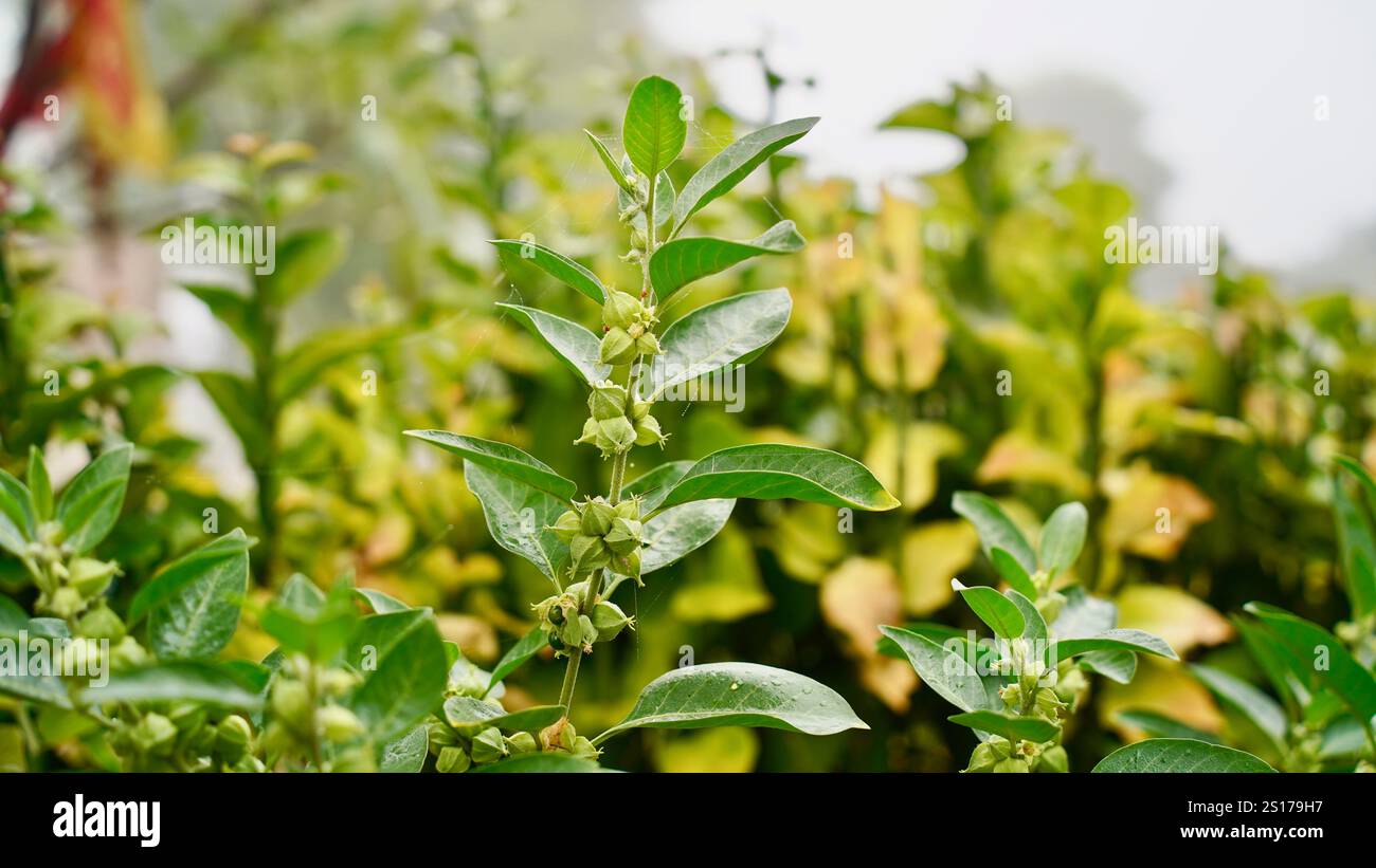 Organic Healthy Hybrid Thai Variety Live Ashwagandha , Indian ginseng ...