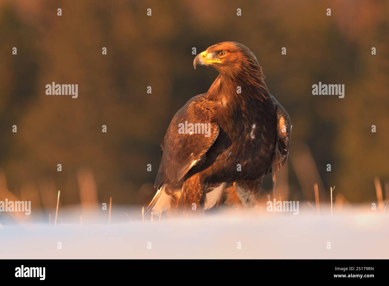 Golden eagle Aquila chrysaetos wildlife prey nature predator beautiful ...