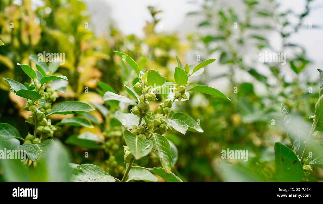 Organic Healthy Hybrid Thai Variety Live Ashwagandha , Indian ginseng ...