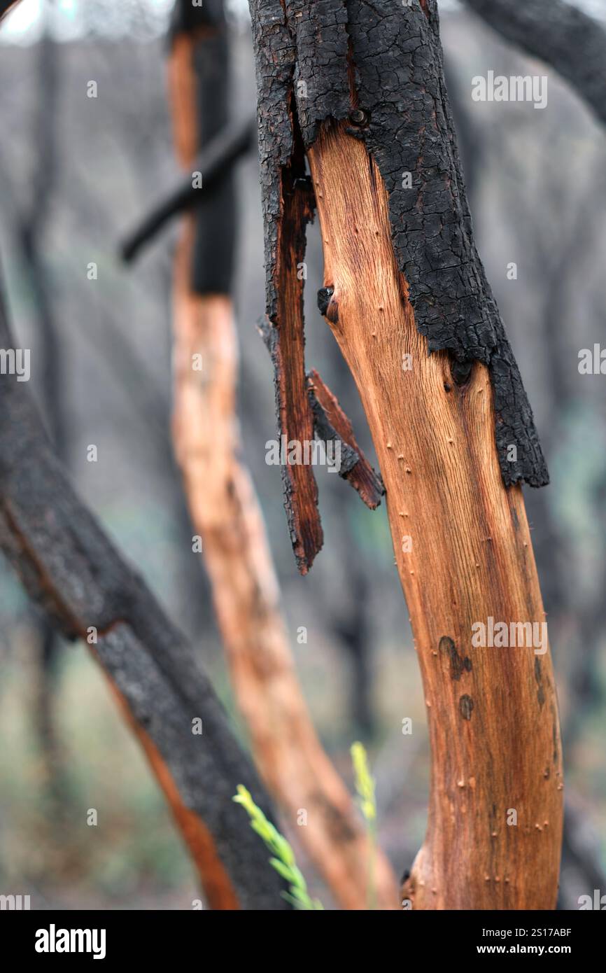 Detailed close-up of a charred tree trunk, revealing the damage and ...