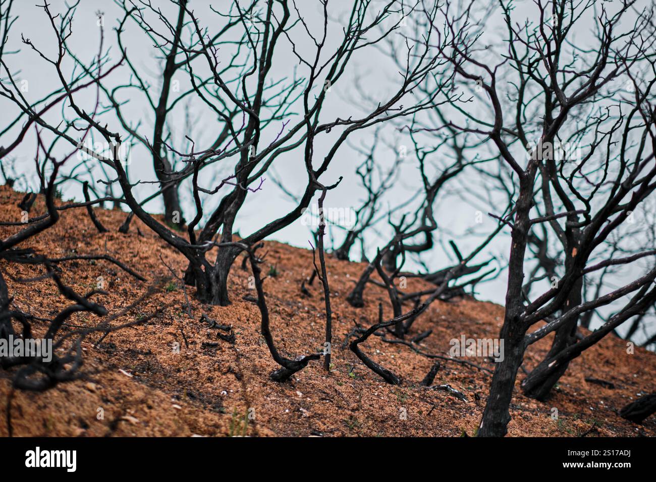A close-up of charred trees and burnt ground in Legarda, Navarra, Spain ...