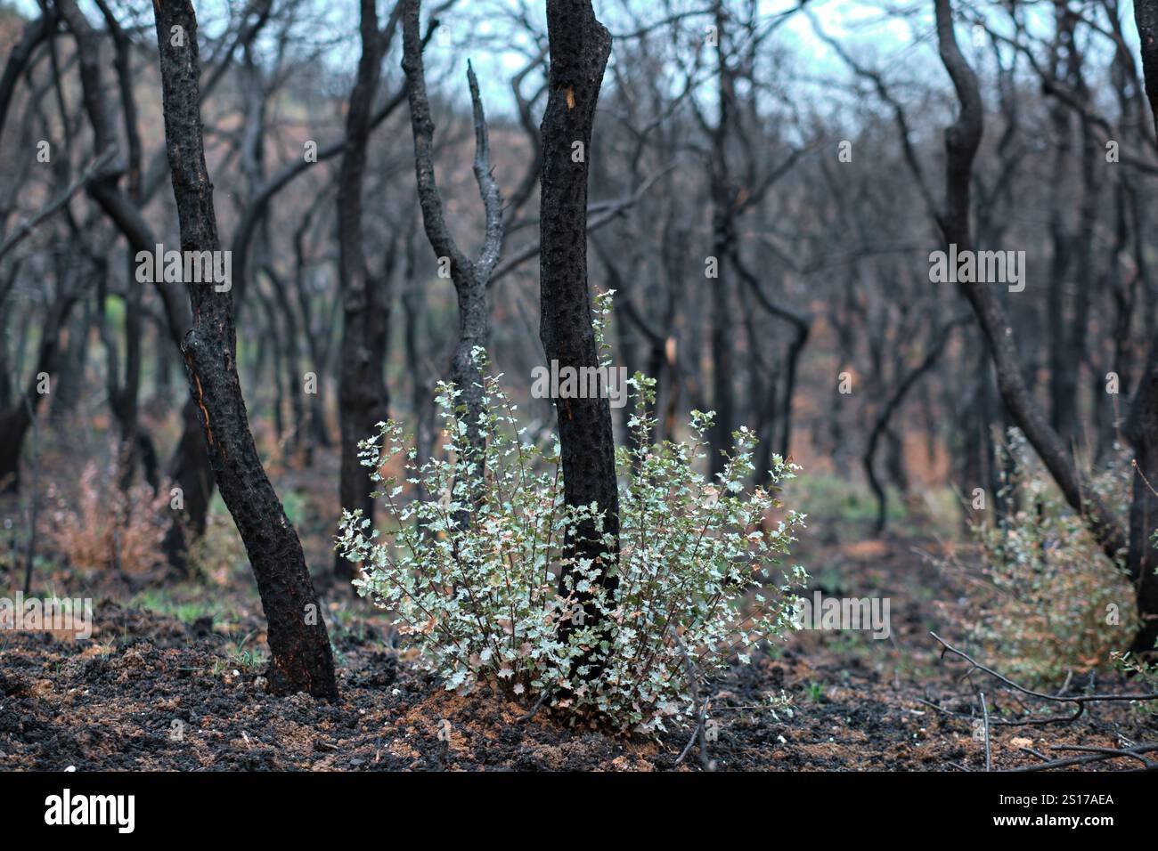 Burnt forest with charred trees and new plant growth, symbolizing ...