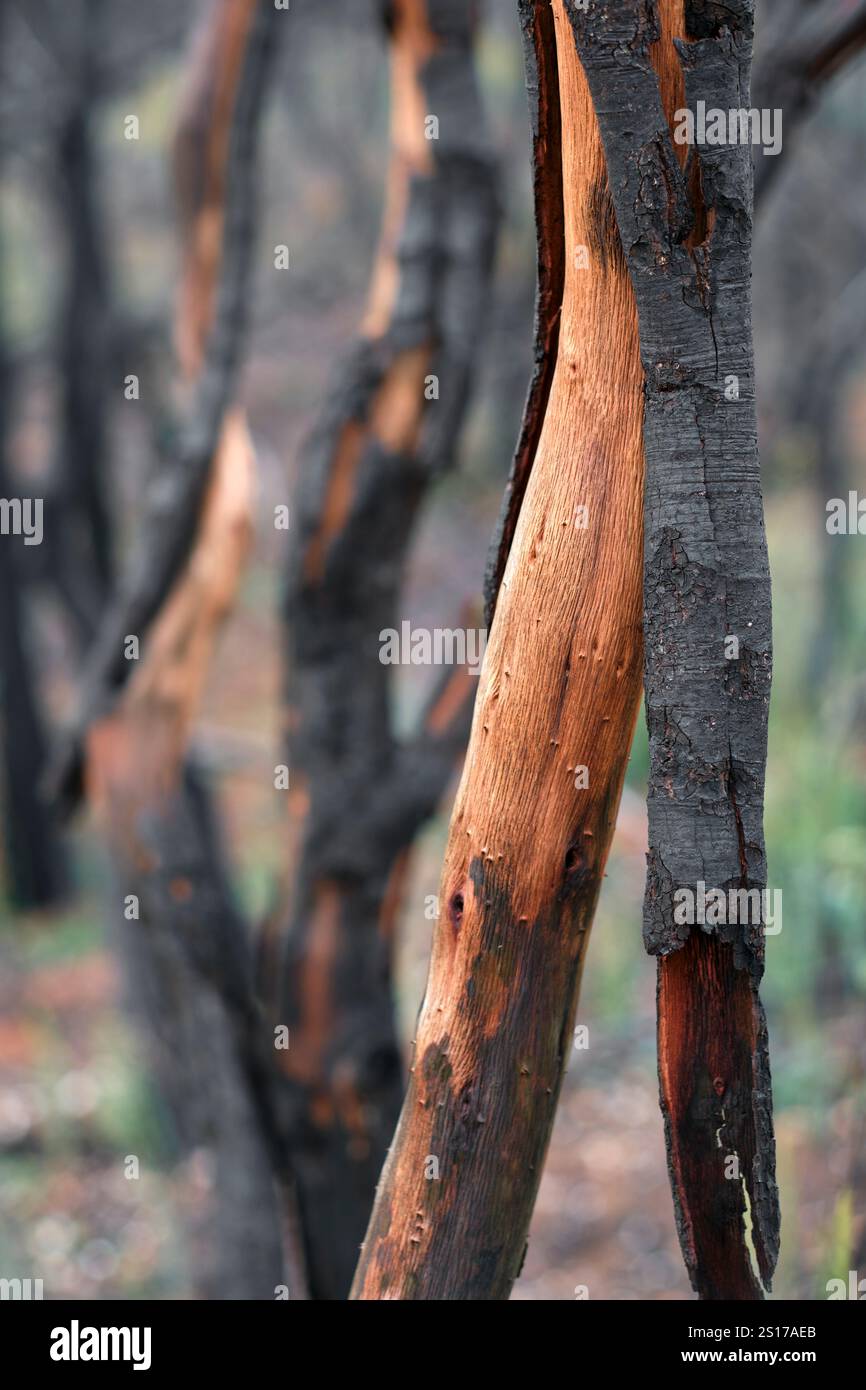 Detailed close-up of a charred tree trunk, revealing the damage and ...