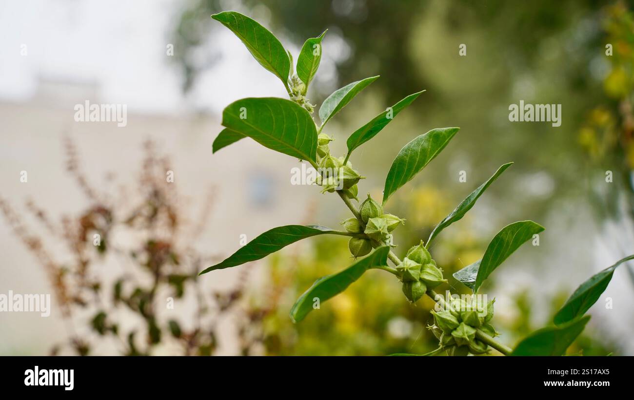 Organic Healthy Hybrid Thai Variety Live Ashwagandha , Indian ginseng ...
