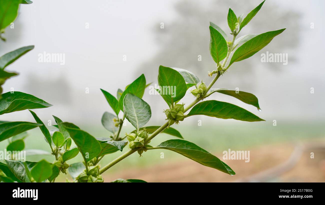 Organic Healthy Hybrid Thai Variety Live Ashwagandha , Indian ginseng ...