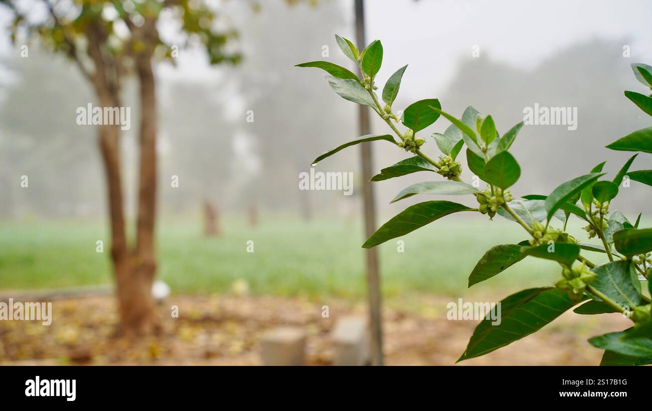 Organic Healthy Hybrid Thai Variety Live Ashwagandha , Indian ginseng ...