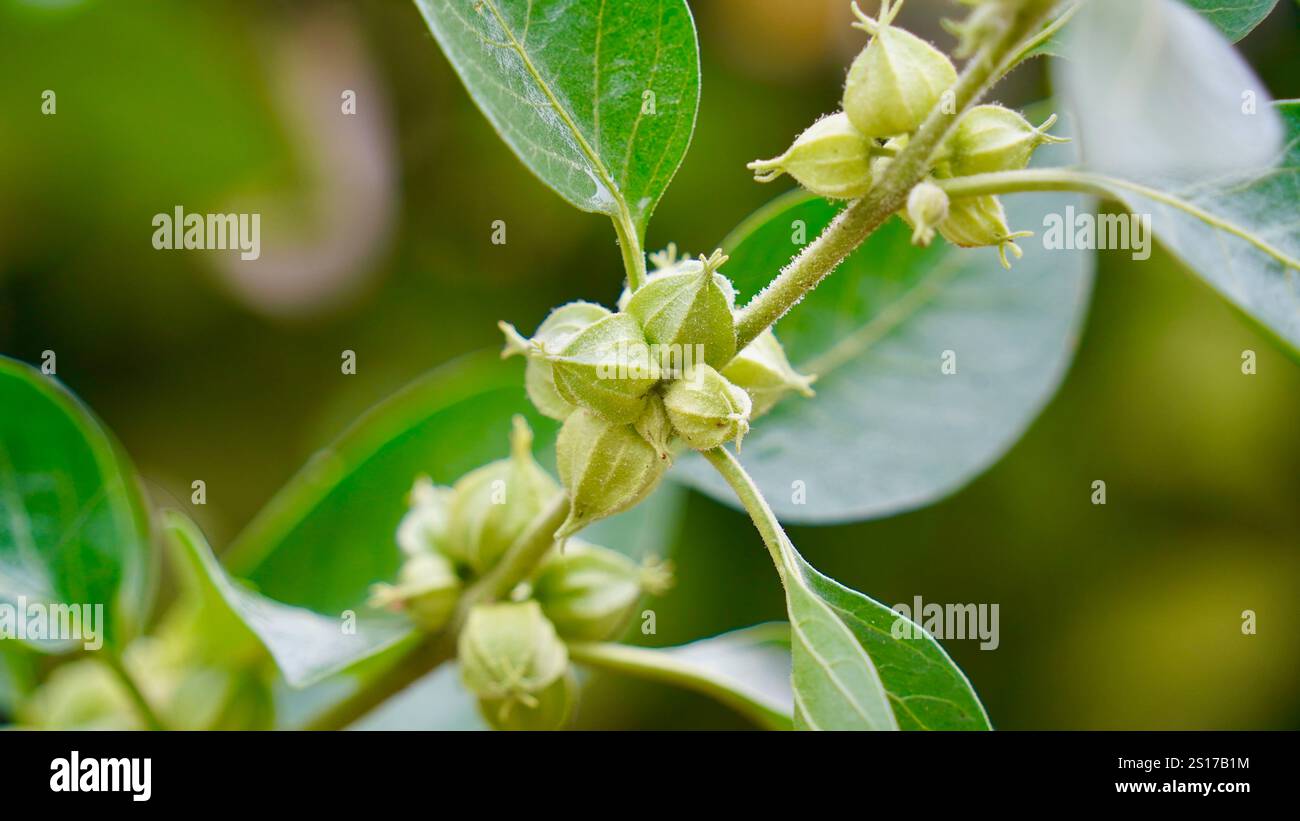 Organic Healthy Hybrid Thai Variety Live Ashwagandha , Indian ginseng ...