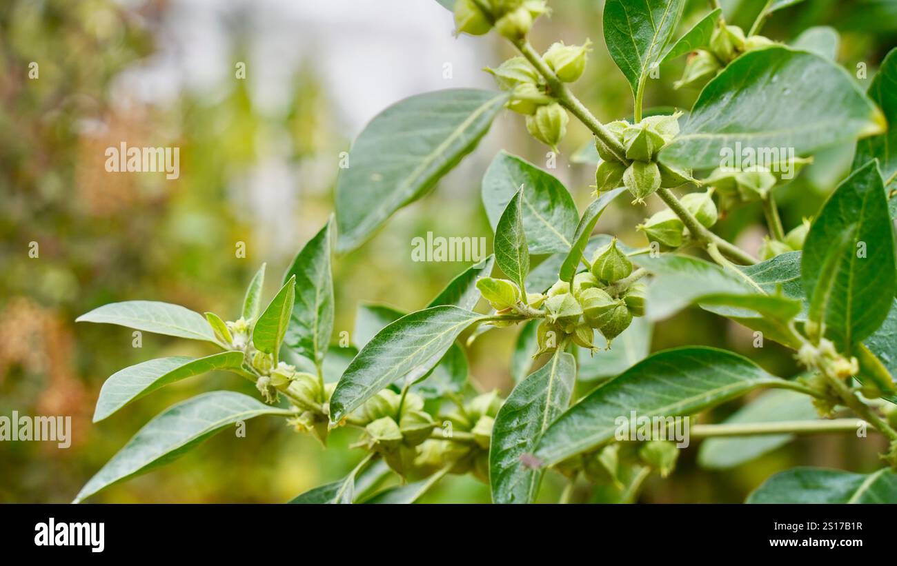 Organic Healthy Hybrid Thai Variety Live Ashwagandha , Indian ginseng ...