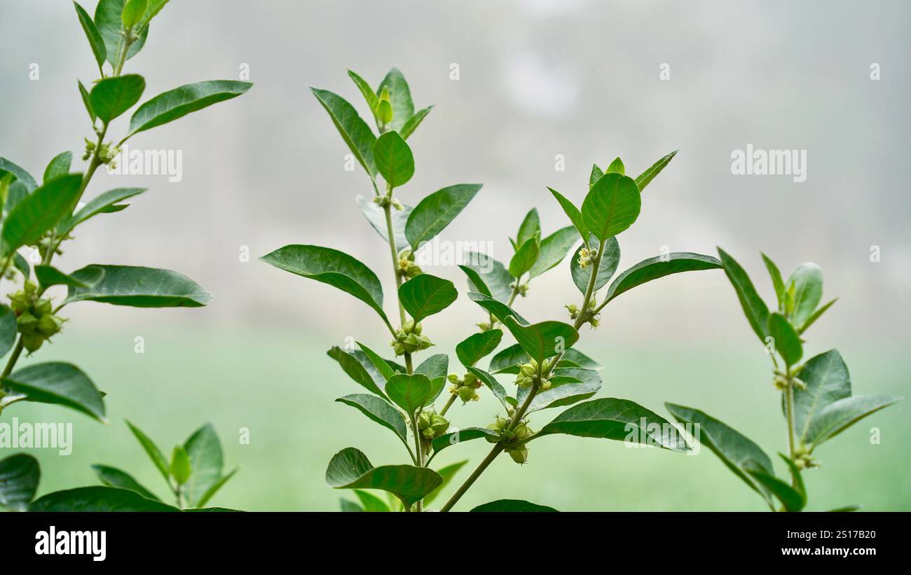 Organic Healthy Hybrid Thai Variety Live Ashwagandha , Indian ginseng ...