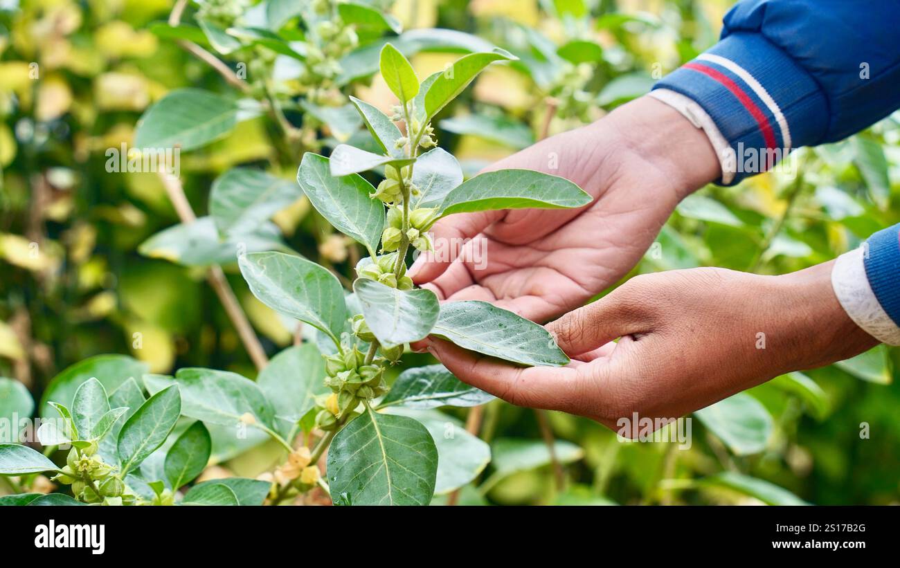 Organic Healthy Hybrid Thai Variety Live Ashwagandha , Indian ginseng ...