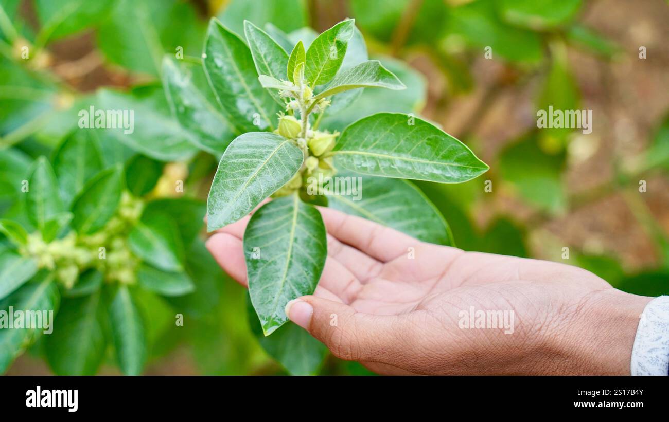 Organic Healthy Hybrid Thai Variety Live Ashwagandha , Indian ginseng ...