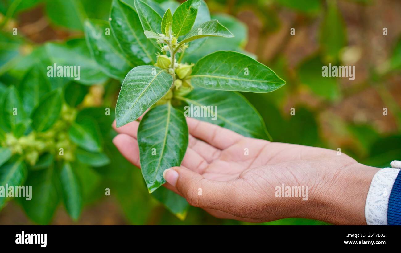 Organic Healthy Hybrid Thai Variety Live Ashwagandha , Indian ginseng ...