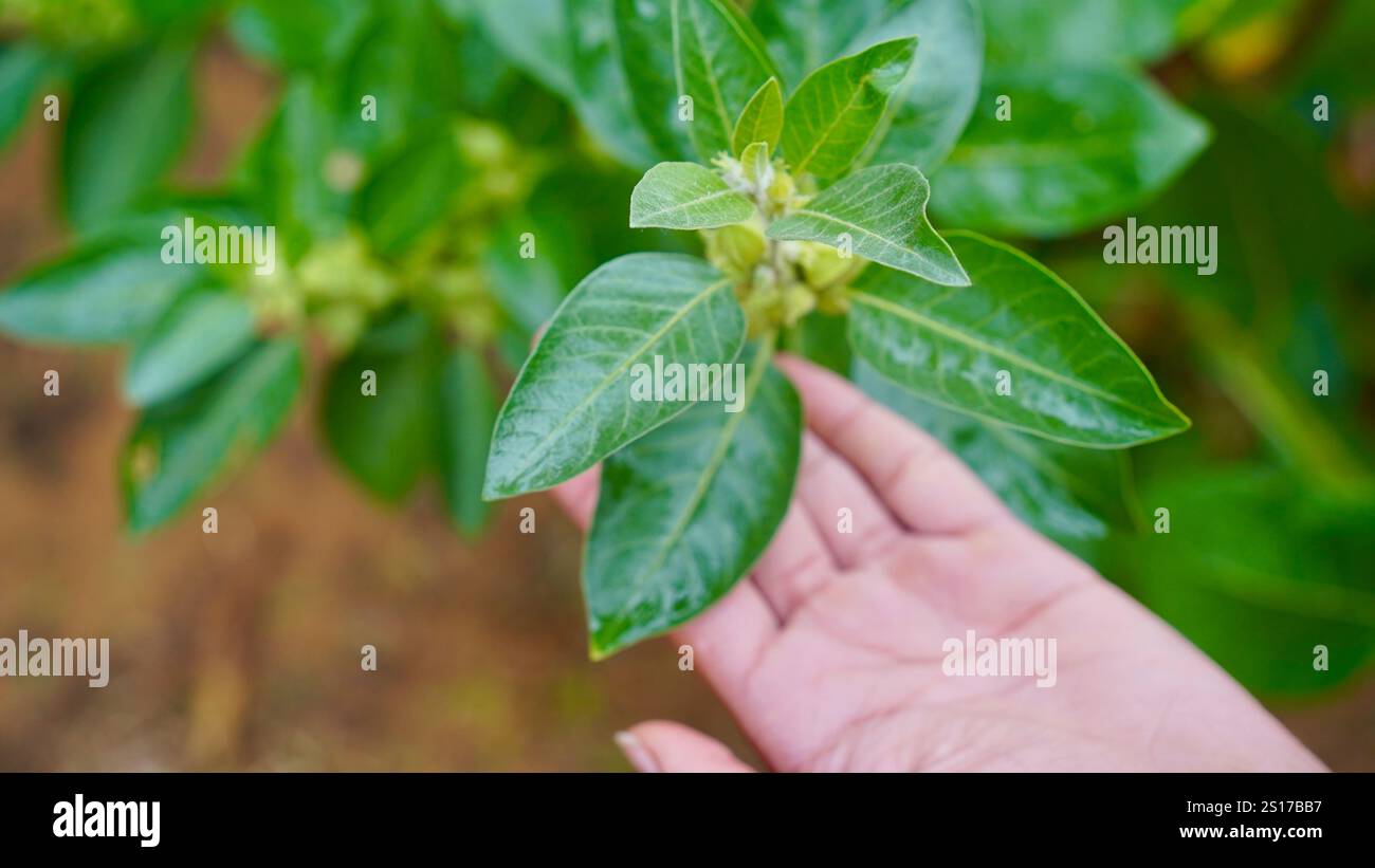 Organic Healthy Hybrid Thai Variety Live Ashwagandha , Indian ginseng ...