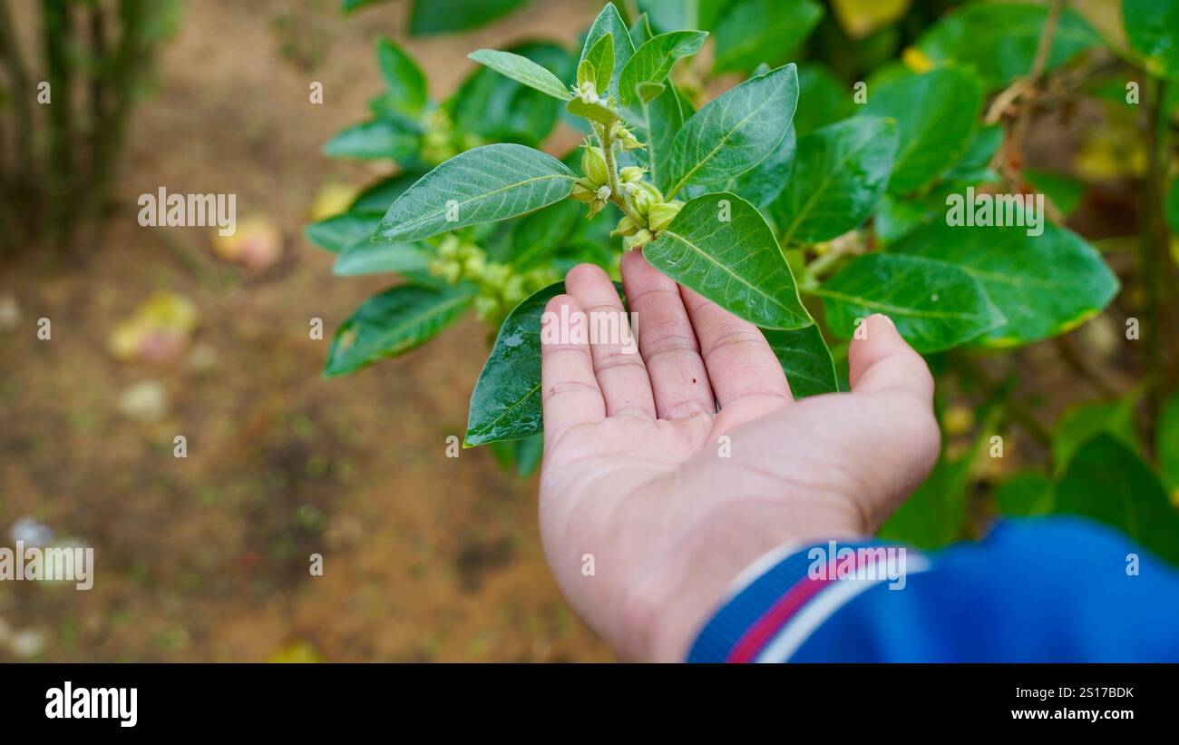 Organic Healthy Hybrid Thai Variety Live Ashwagandha , Indian ginseng ...