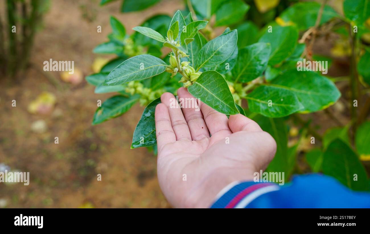 Organic Healthy Hybrid Thai Variety Live Ashwagandha , Indian ginseng ...