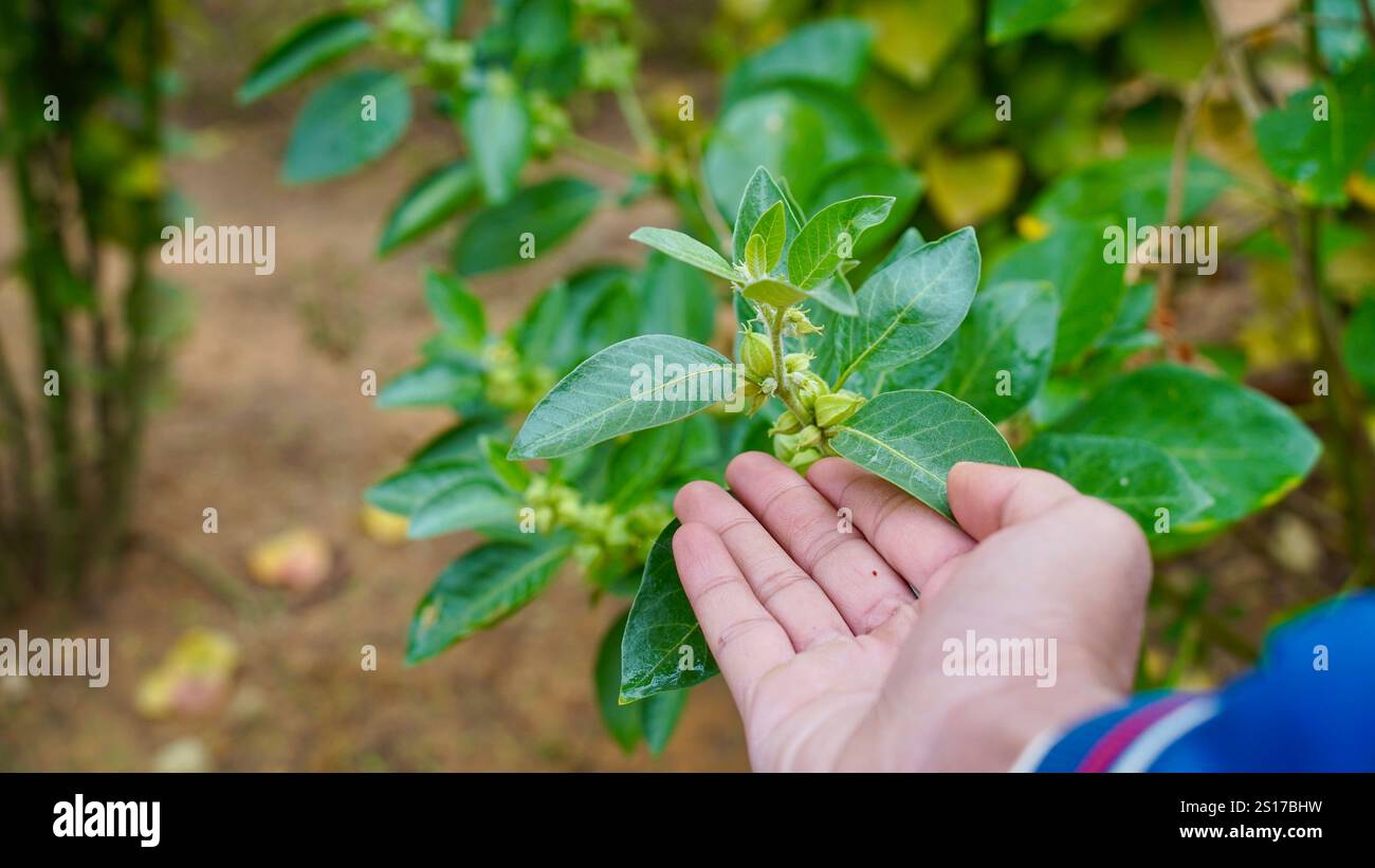 Organic Healthy Hybrid Thai Variety Live Ashwagandha , Indian ginseng ...