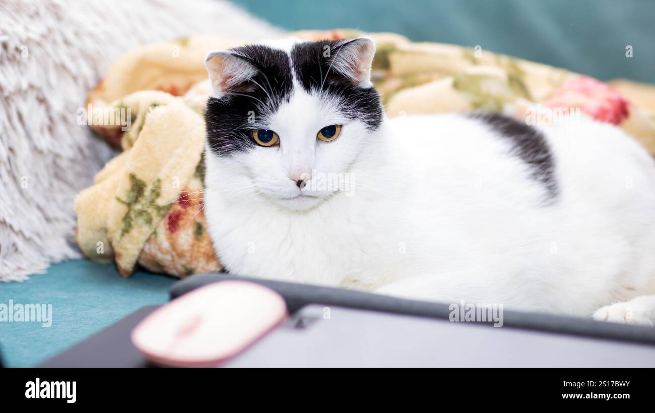 A black and white cat is intently observing the bright screen of a ...