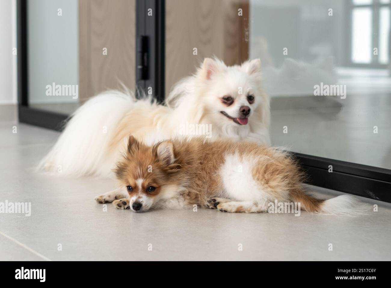 Two dogs rest inside hi-res stock photography and images - Alamy