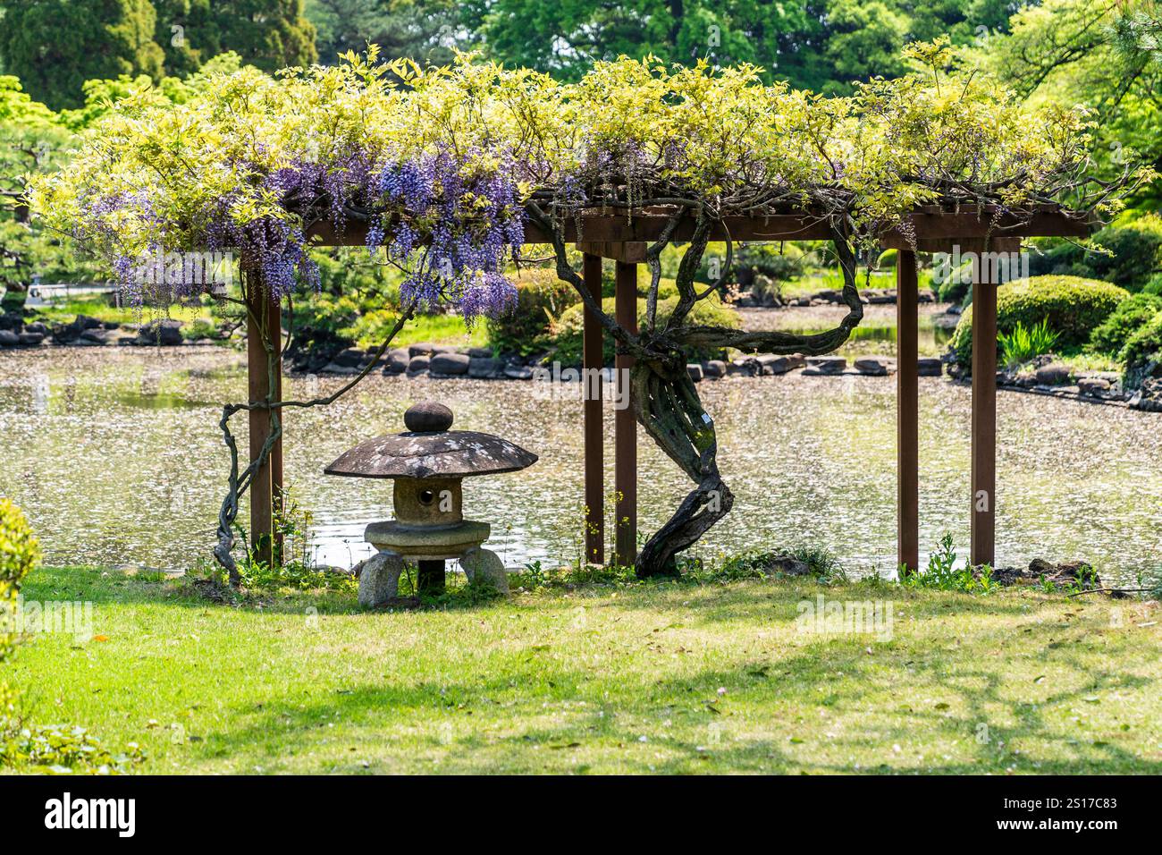 A Toro type stone lantern in the shade of a supported tree blooming in ...