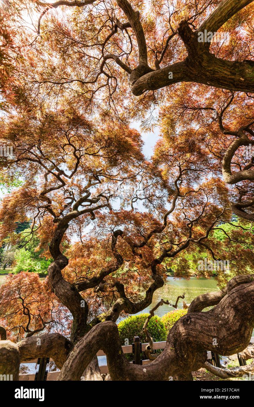 Old and twisted maple tree with its distinctive brown leaves. Behind is ...