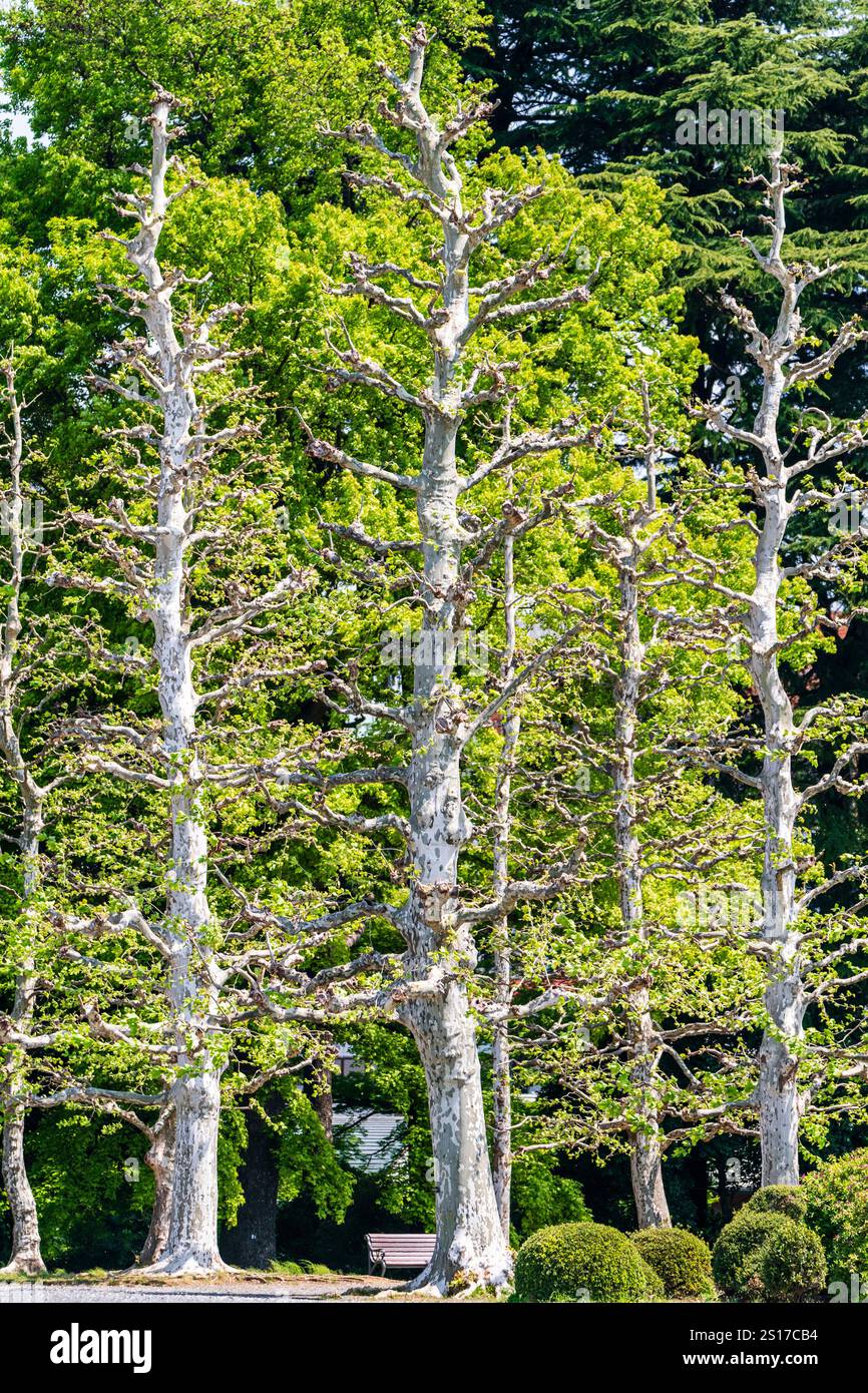 The Avenue of London Plane trees with their distinctive white and grey ...
