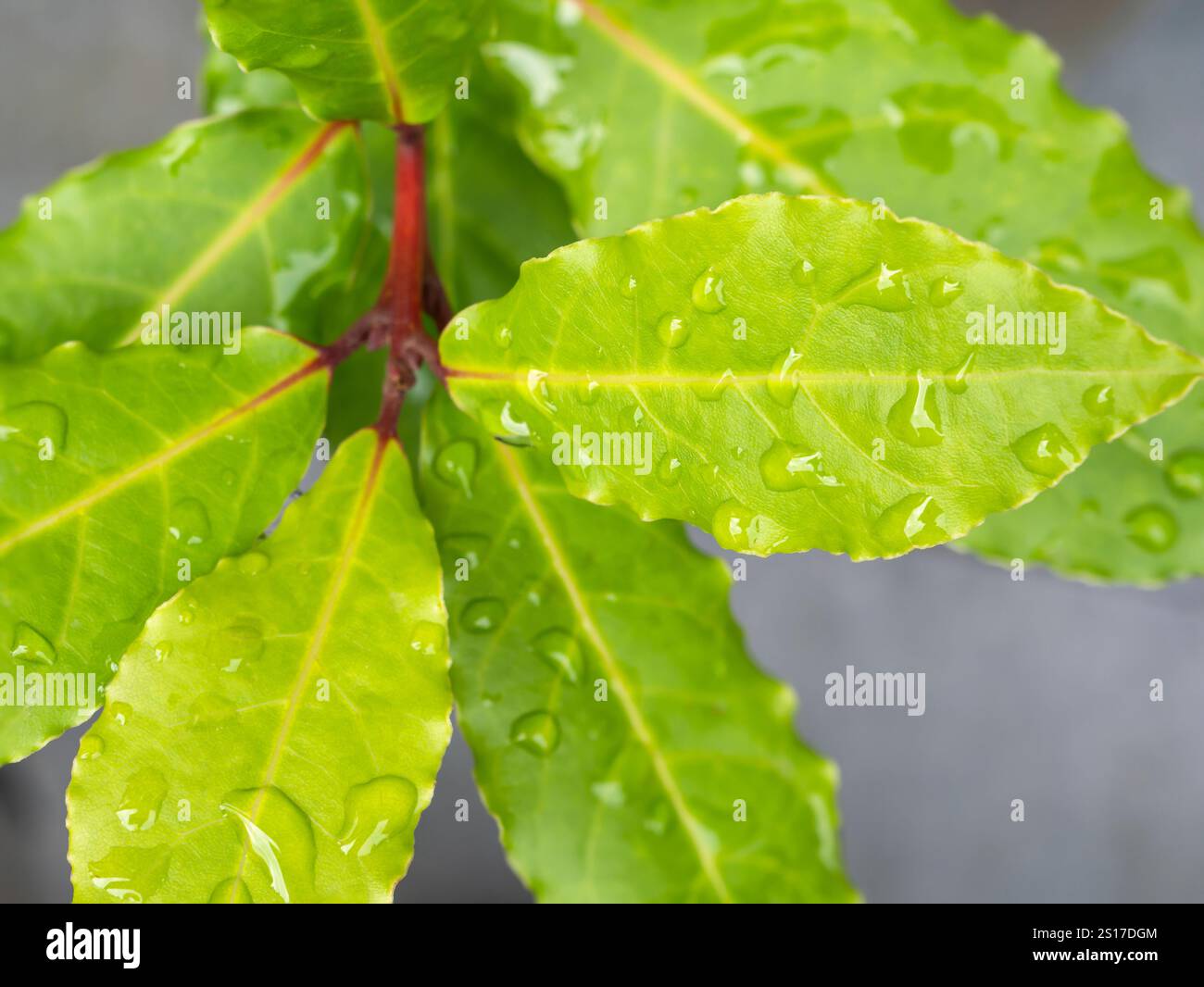 Bay leaf crown hi-res stock photography and images - Alamy