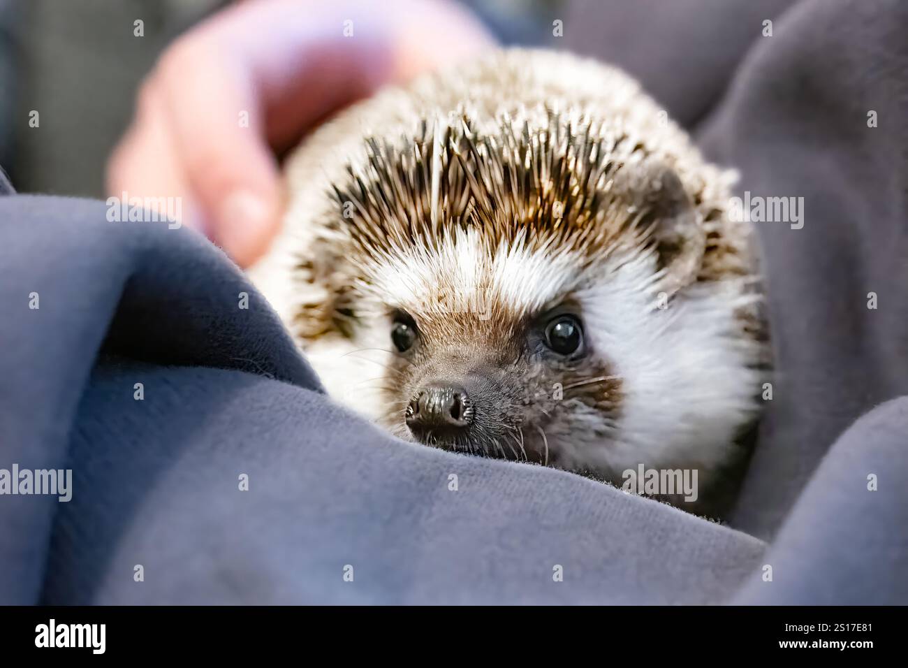 Exotic animal handling hi-res stock photography and images - Alamy