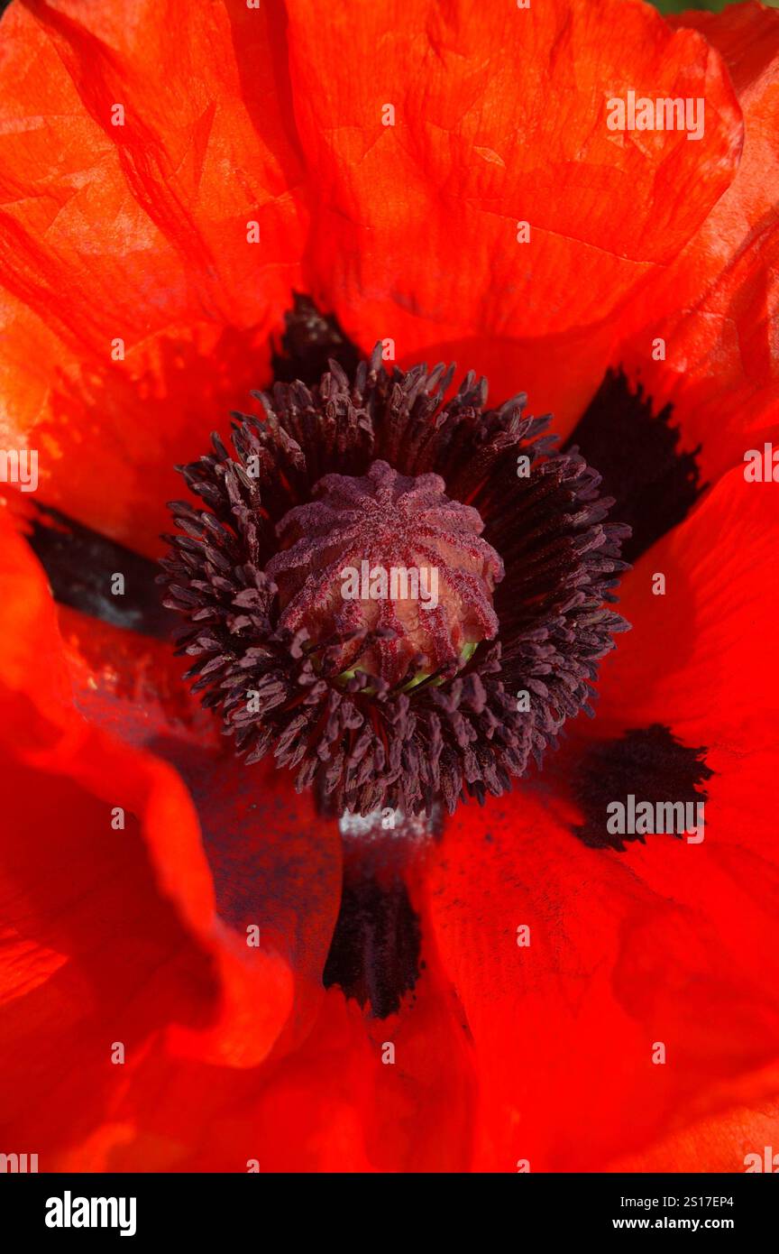 Centre of red poppy Stock Photo - Alamy