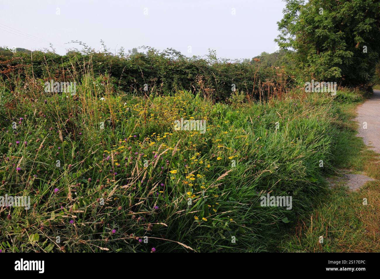 Wildflowers in a lane margin Stock Photo - Alamy