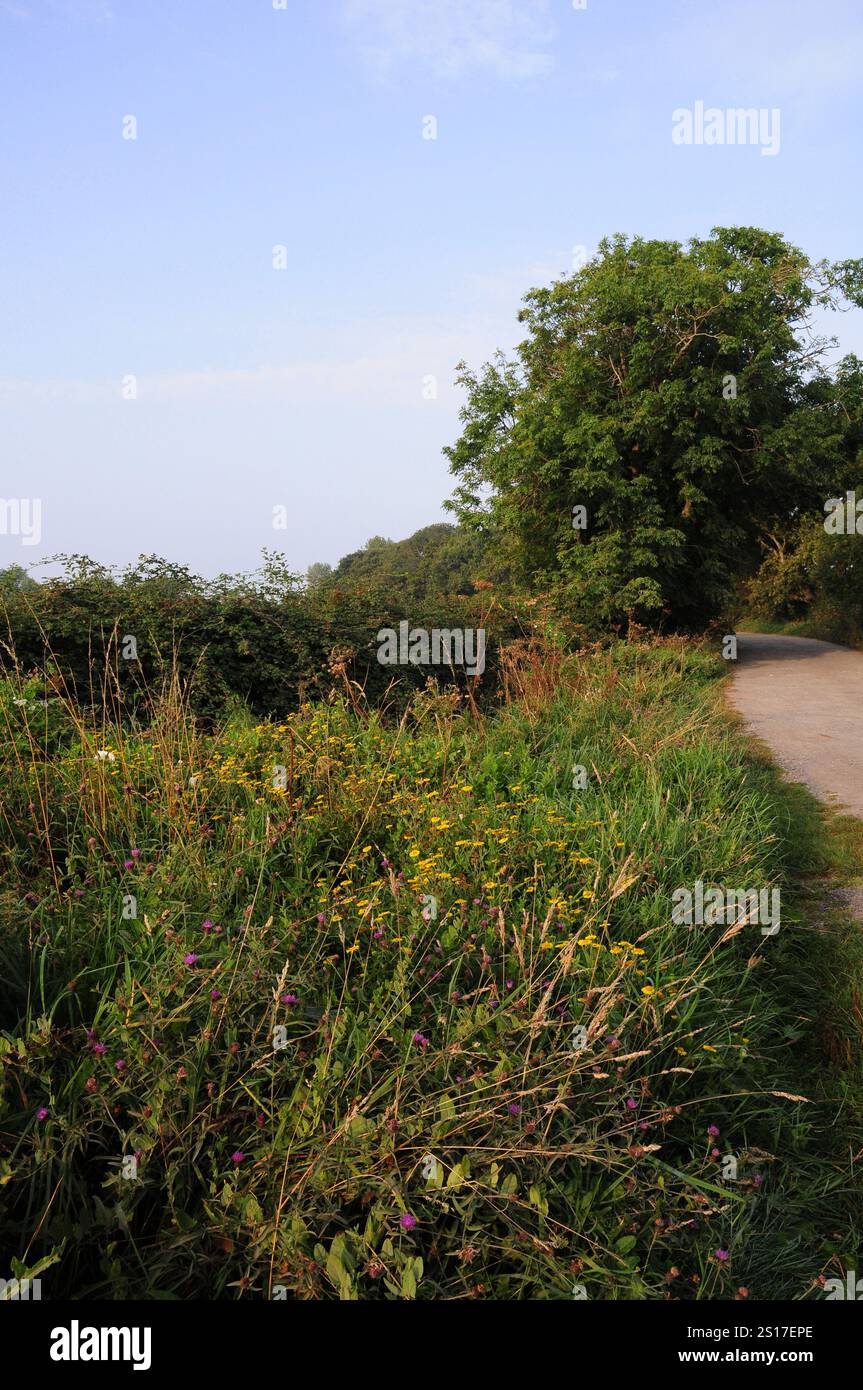 Wildflowers in a lane margin Stock Photo - Alamy