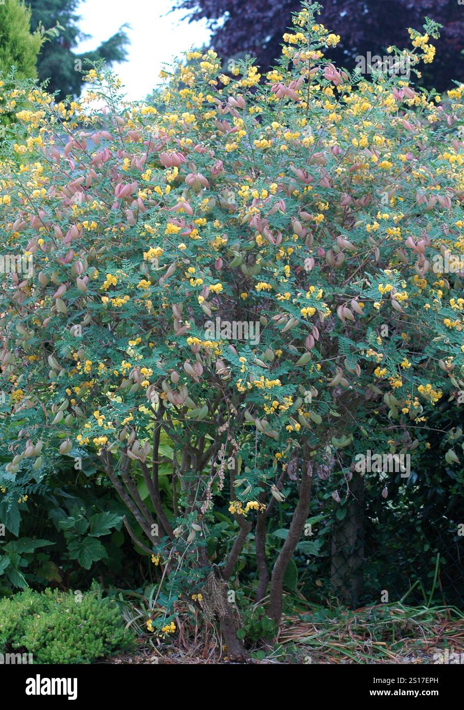 Bladder Senna tree in bloom Stock Photo - Alamy