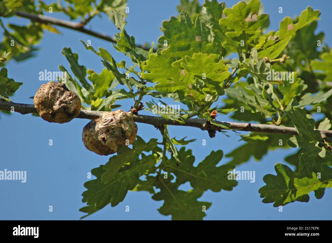 Common gall wasp uk hi-res stock photography and images - Alamy