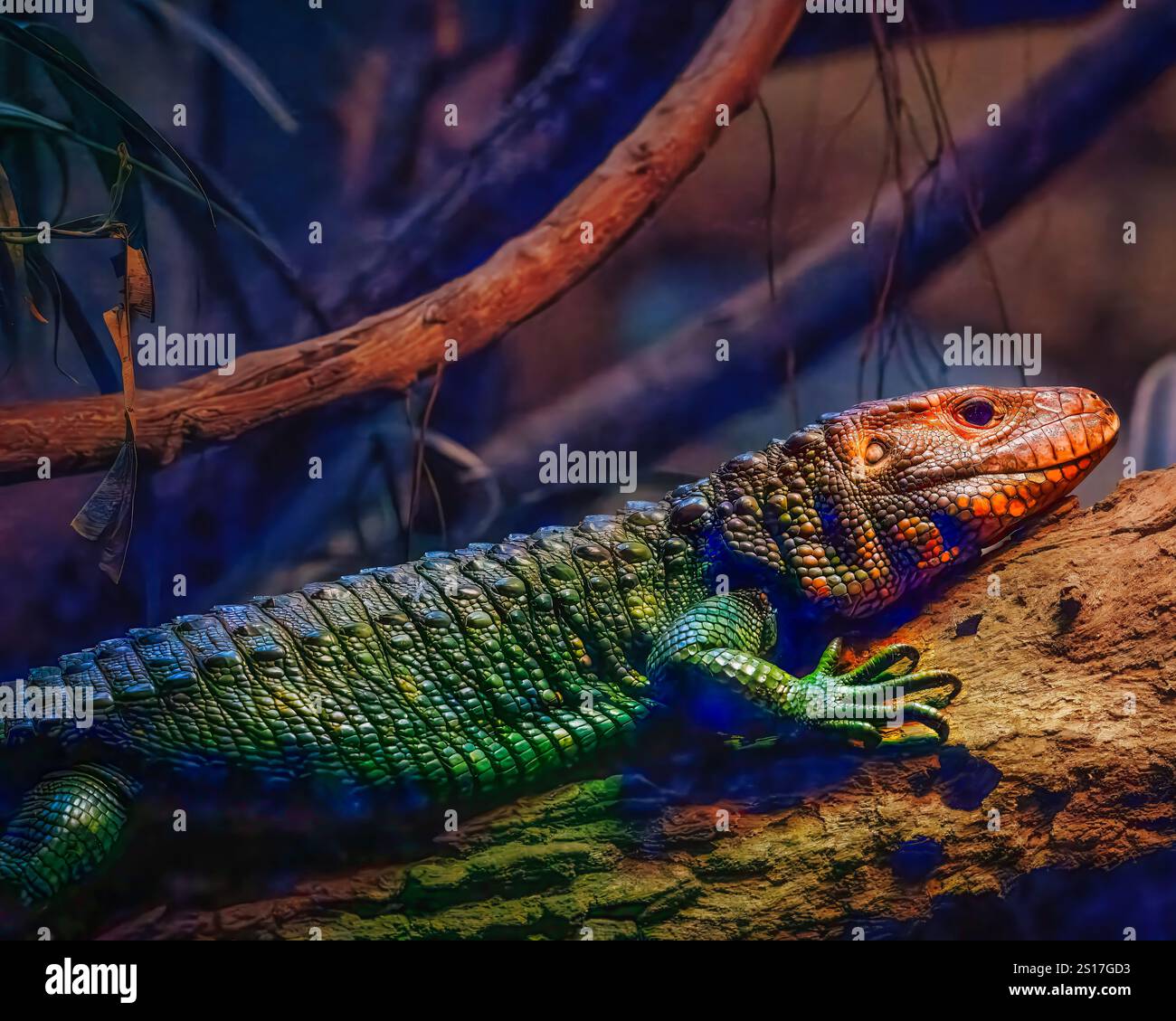 A colorful lizard is laying on a log in a dark forest. The lizard is ...