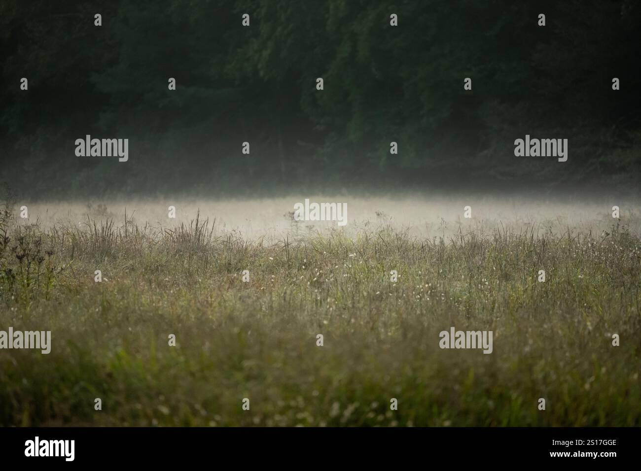 Thin Layer Of Fog Divides Grassy Meadow and Dark Forest in Great Smoky ...