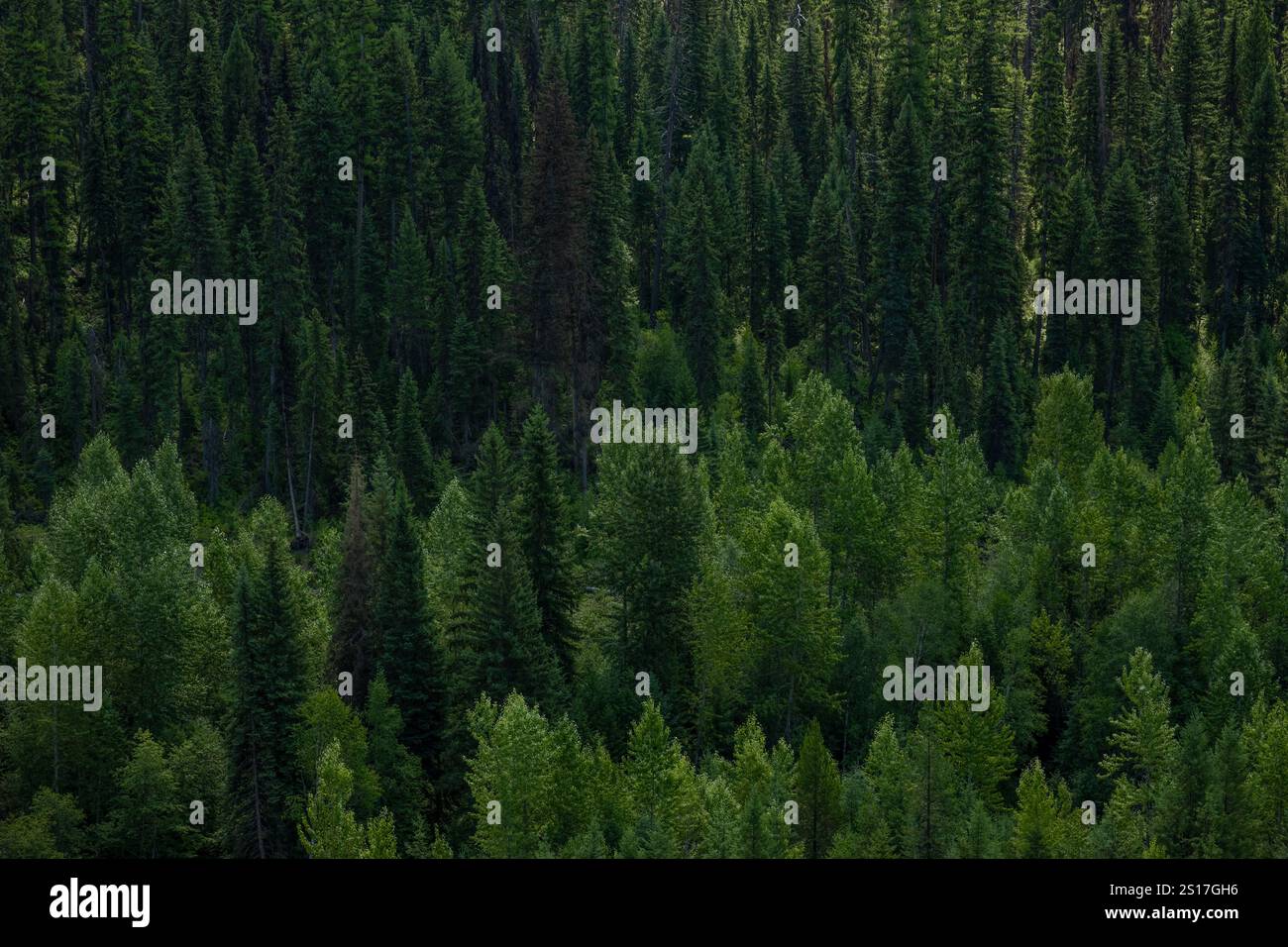 Thick Forest Surrounds Quartz Creek In Northern Glacier National Park ...