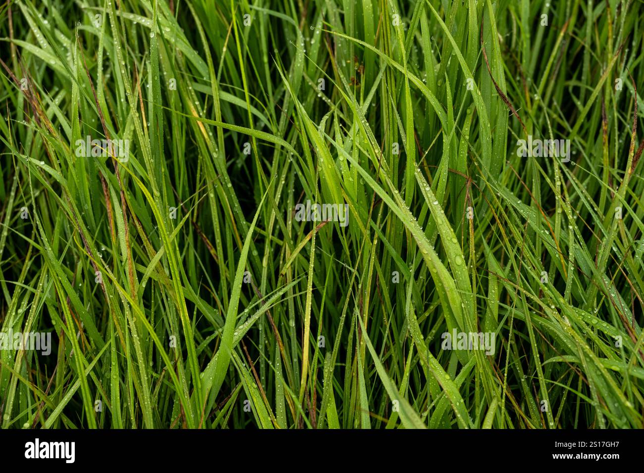 Thick Grass Covered In Rain Drops in Yellowstone field Stock Photo - Alamy