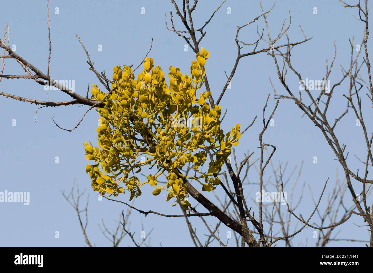 Oak Mistletoe, Phoradendron leucarpum Stock Photo - Alamy