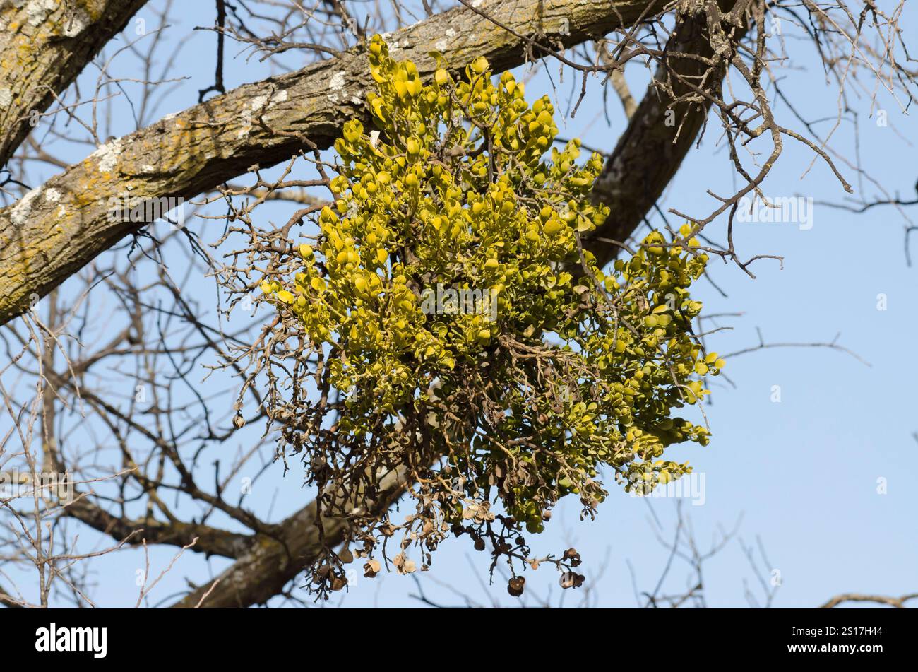 Oak Mistletoe, Phoradendron leucarpum Stock Photo - Alamy
